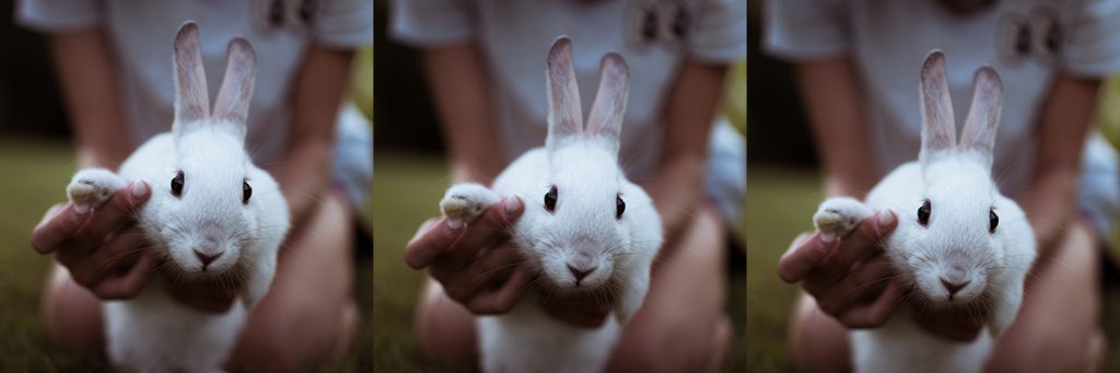 cruelty-free? ontdek hier wanneer een product écht dierproefvrij is.